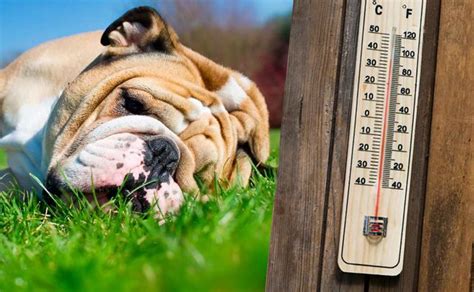 Primeros Auxilios Para Tratar El Golpe De Calor En Perros Chapin TV