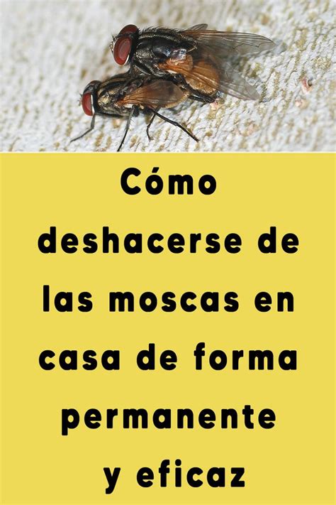 Cómo deshacerse de las moscas en casa de forma permanente y eficaz