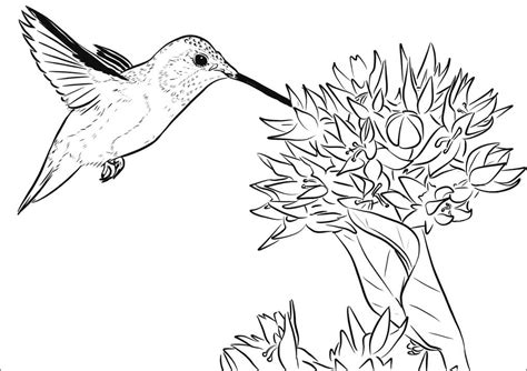 Desenhos De Beija Flor Para Colorir Pintar E Imprimir ColorirOnline