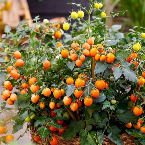 Tomatensamen Tiny Temptations F1 online kaufen bei Gärtner Pötschke