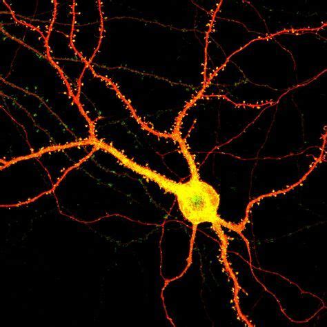 Neuron Branching Patterns Neurons Science Nature Neuroscience