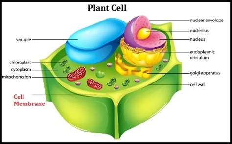 What Is Cell Wall Tutorix