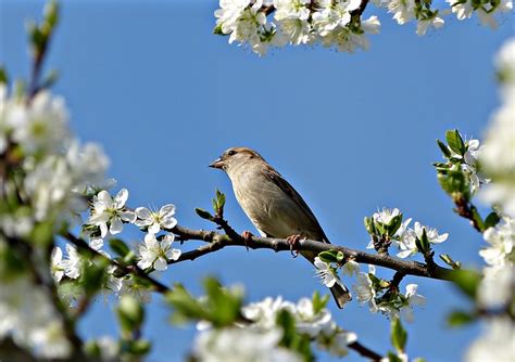 Blüten Frühlingsanfang Vogel Kostenloses Foto auf Pixabay Pixabay