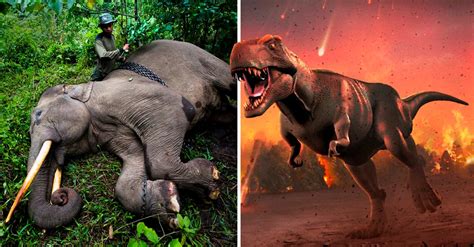 A punto de la primera extinción masiva desde los dinosaurios