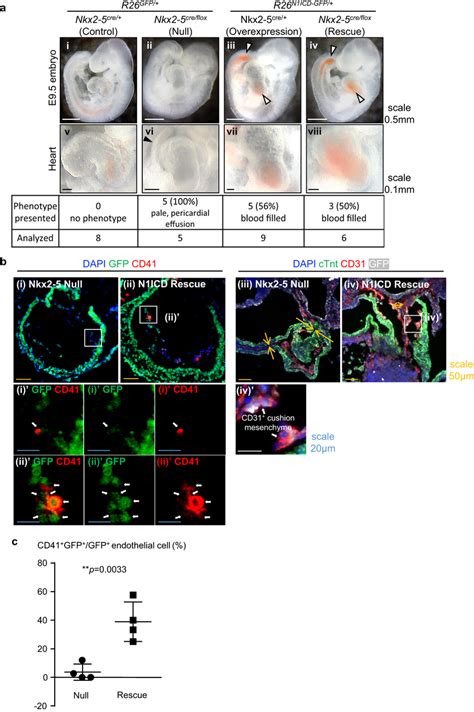 Nkx Mutant Phenotype Is Rescued By Overexpression Of N Icd A Whole