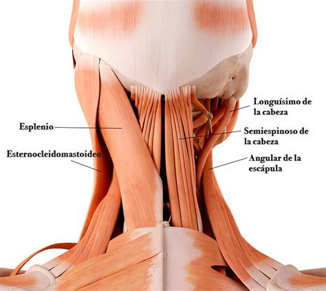 Musculatura Cervical Anatom A Con Fotos Jl Fisios The Best Porn Website