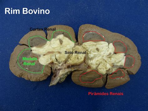 Rim Bovino B Anatomia Veterin Ria I