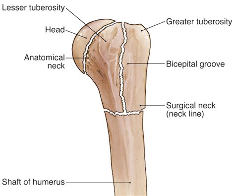 Proximal Humerus Anatomy