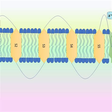 Schematic Representation Of TRP Channels Showing Six Transmembrane