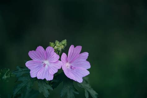 Kwiaty Odchodzi Kwiat Darmowe Zdj Cie Na Pixabay Pixabay