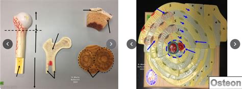 Ch Lab Bones Bone Tissue Diagram Quizlet