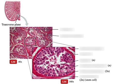 Transverse Section Of Seminiferous Tubules Diagram Quizlet