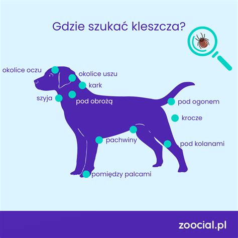Jak usunąć kleszcza u psa prawidłowo i bezpiecznie Opis krok po kroku