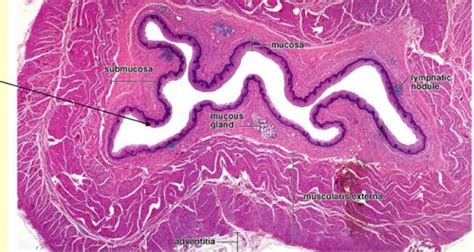 Esophagus Histology Flashcards Quizlet