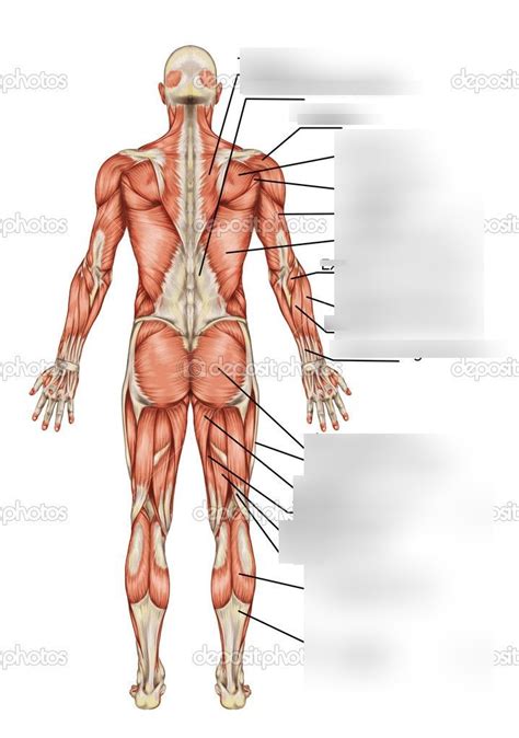 Posterior Superficial Muscles Diagram Quizlet
