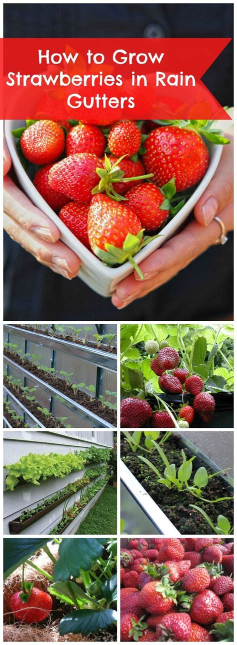How To Grow Strawberries In Rain Gutters QSession Modern Design