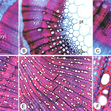 Cross Sections Of Stem Of Elsholtzia Ciliata Thunb Hyl A Stem