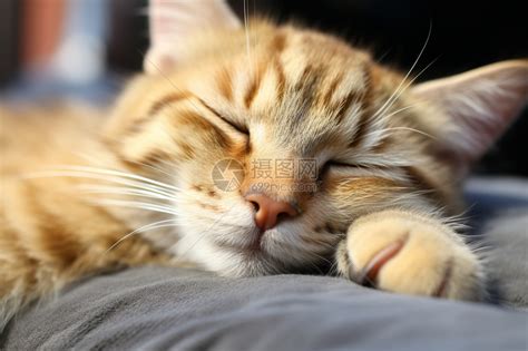 睡觉的猫咪高清图片下载 正版图片600416604 摄图网
