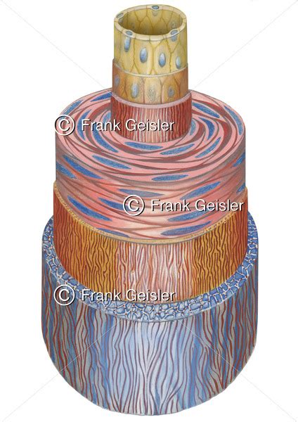 Wandschichten Einer Arterie Histologie Arterienwand Medical Pictures