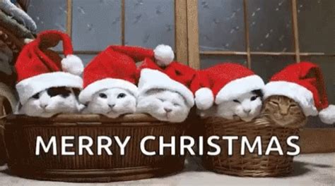 Holidays Happy Holidays Holidays Happy Holidays Cats Discover
