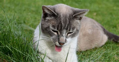 Tipos de vómitos en gatos razones por las que vomita tu gato