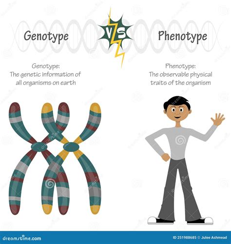 Fenotipo versus genotipo ilustración del vector Ilustración de