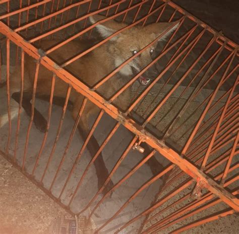 Apareció un aguará guazú en el estacionamiento del Shopping La Ribera