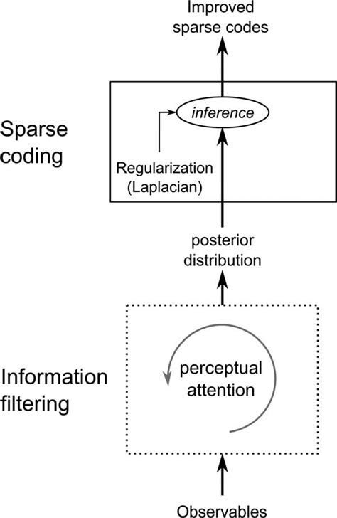 perceptual cognit sparse coding augmented by information filtering download scientific diagram