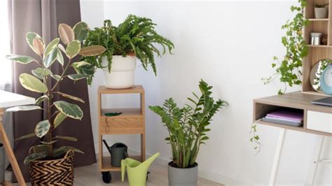 Quieres Refrescar Tu Casa Coloca Una De Estas Tres Plantas Que