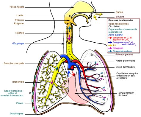 2 2 Appareil Respiratoire