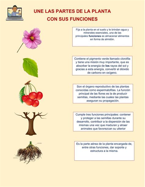 Ejercicio De Funciones De Las Partes De La Planta School Subjects