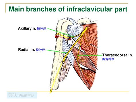 PPT Regional Anatomy Of The Upper Limb PowerPoint Presentation Free