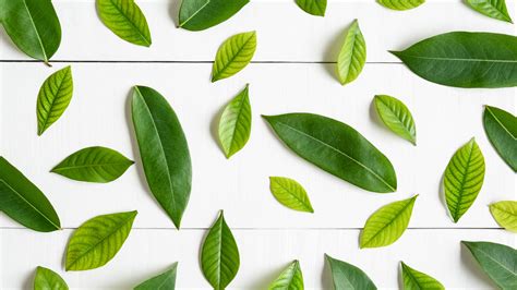 Wallpaper Green Leaves White Background Green Leaves On White