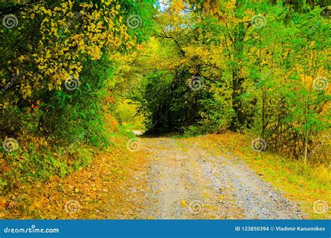 Autumn Forest Road Stock Photo Image Of Autumn Cloudy 123850394