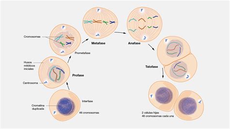 Etapas De La Mitosis Mind Map Images Porn Sex Picture