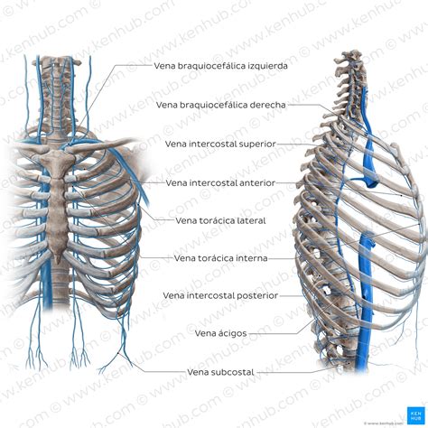 Tórax Anatomía caja torácica cavidad órganos nervios Kenhub