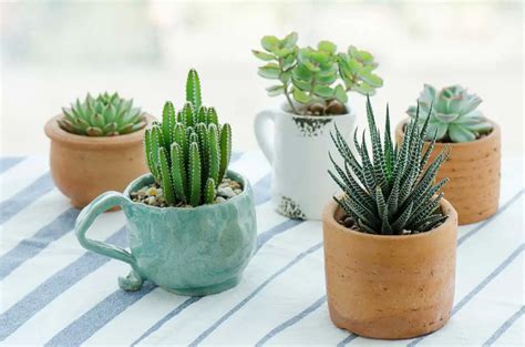 Cómo reproducir y cuidar plantas suculentas Relajemos