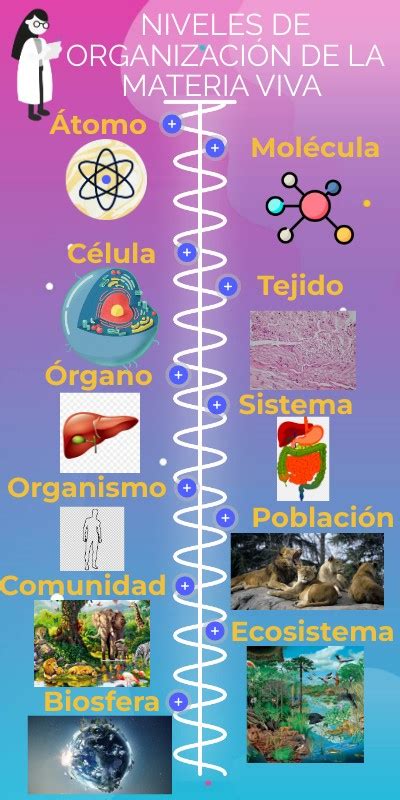 Niveles De Organizaci N De La Materia Viva
