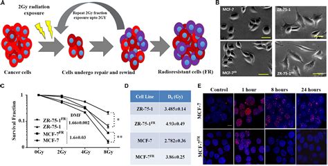 Frontiers Epcam Mediated Cellular Plasticity Promotes Radiation