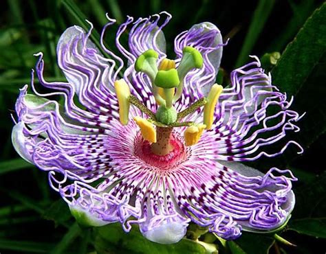 Las seis plantas más raras del mundo