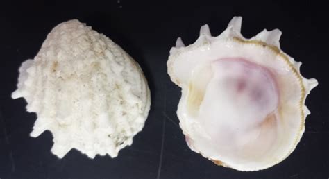 Flashcards Mollusks Quizlet