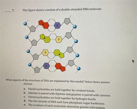 Solved 7 This Figure Shows A Section Of A Double Stranded Chegg