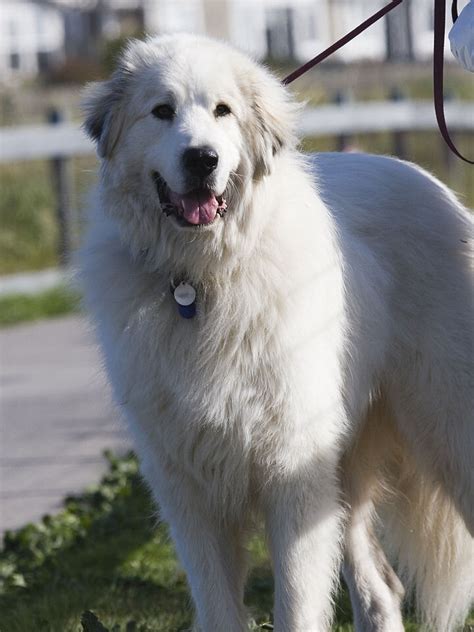 Le 10 razze di cani più grandi del mondo Pagina 6 di 10 Amici di Casa
