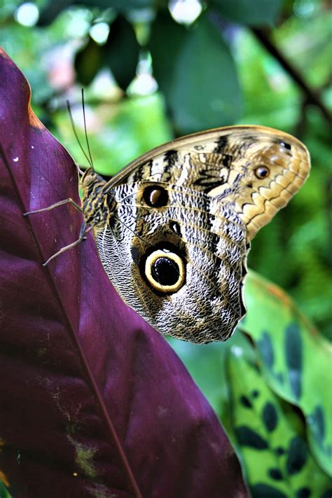 Borboleta Folha Inseto Foto Gratuita No Pixabay Pixabay