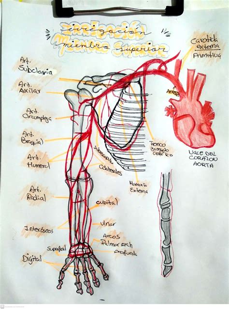 Irrigación miembro superior Anatomía Irrigacion Anatomía médica