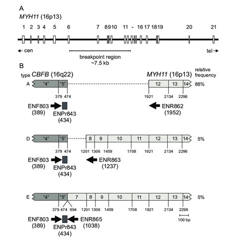 A Schematic Diagram Of The Exon Intron Structure Of The Myh Gene