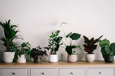 Plantas Que N O Precisam De Sol Pra Voc Ter Dentro De Casa Greenme