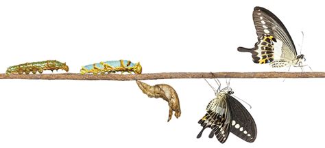 METAMORPHOSE JapaneseClass Jp