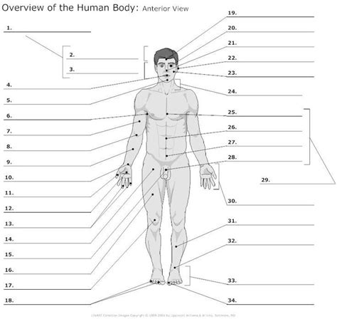 Anatomy And Physiology Body Regions Worksheet Printable Worksheets