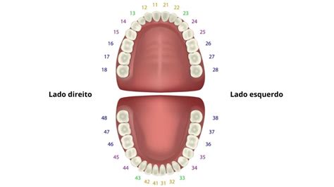 Numera O Dos Dentes Confira Como A Numera O Feita